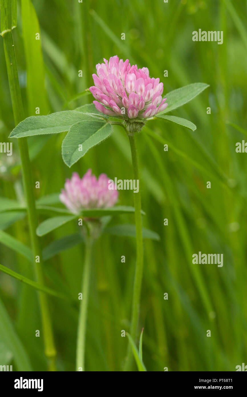Clover uk field hi-res stock photography and images - Alamy