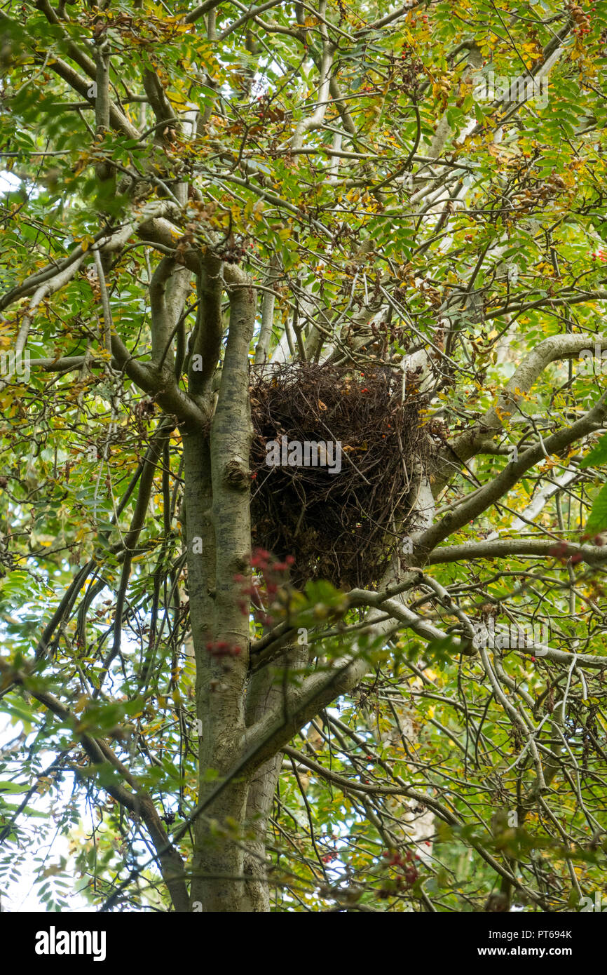 Drey squirrel hi-res stock photography and images - Alamy