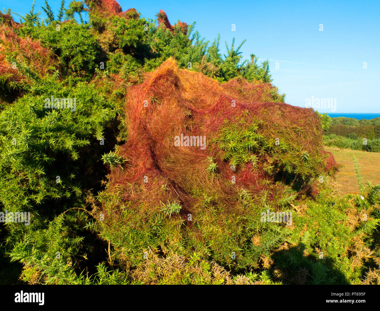 Red dodder hi-res stock photography and images - Alamy