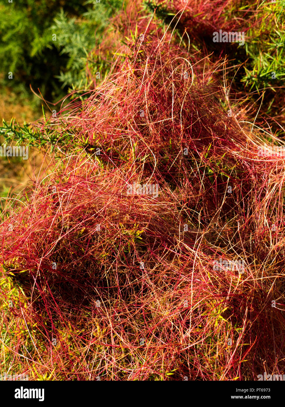 Dodder plant hi-res stock photography and images - Alamy