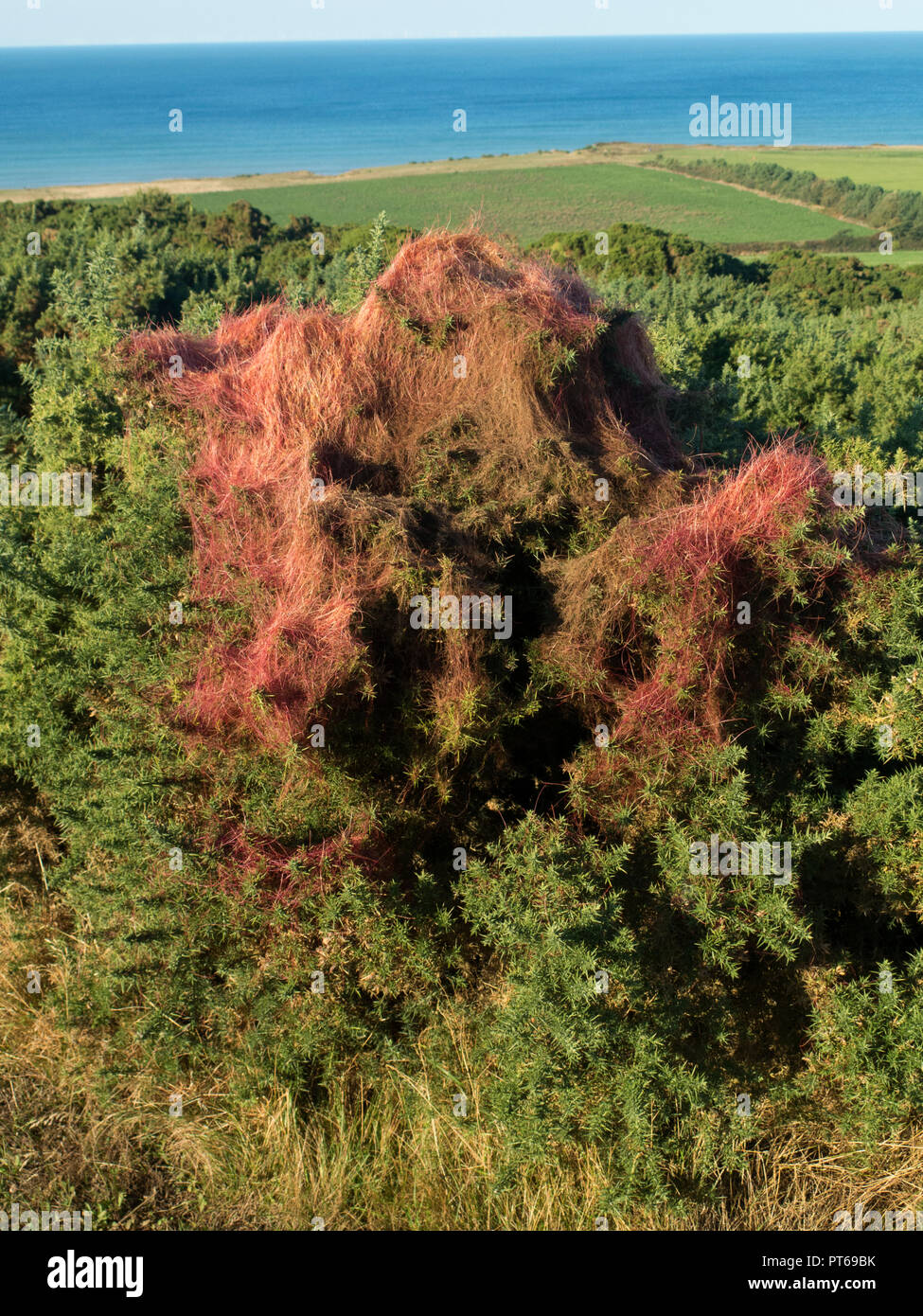 European dodder hi-res stock photography and images - Alamy