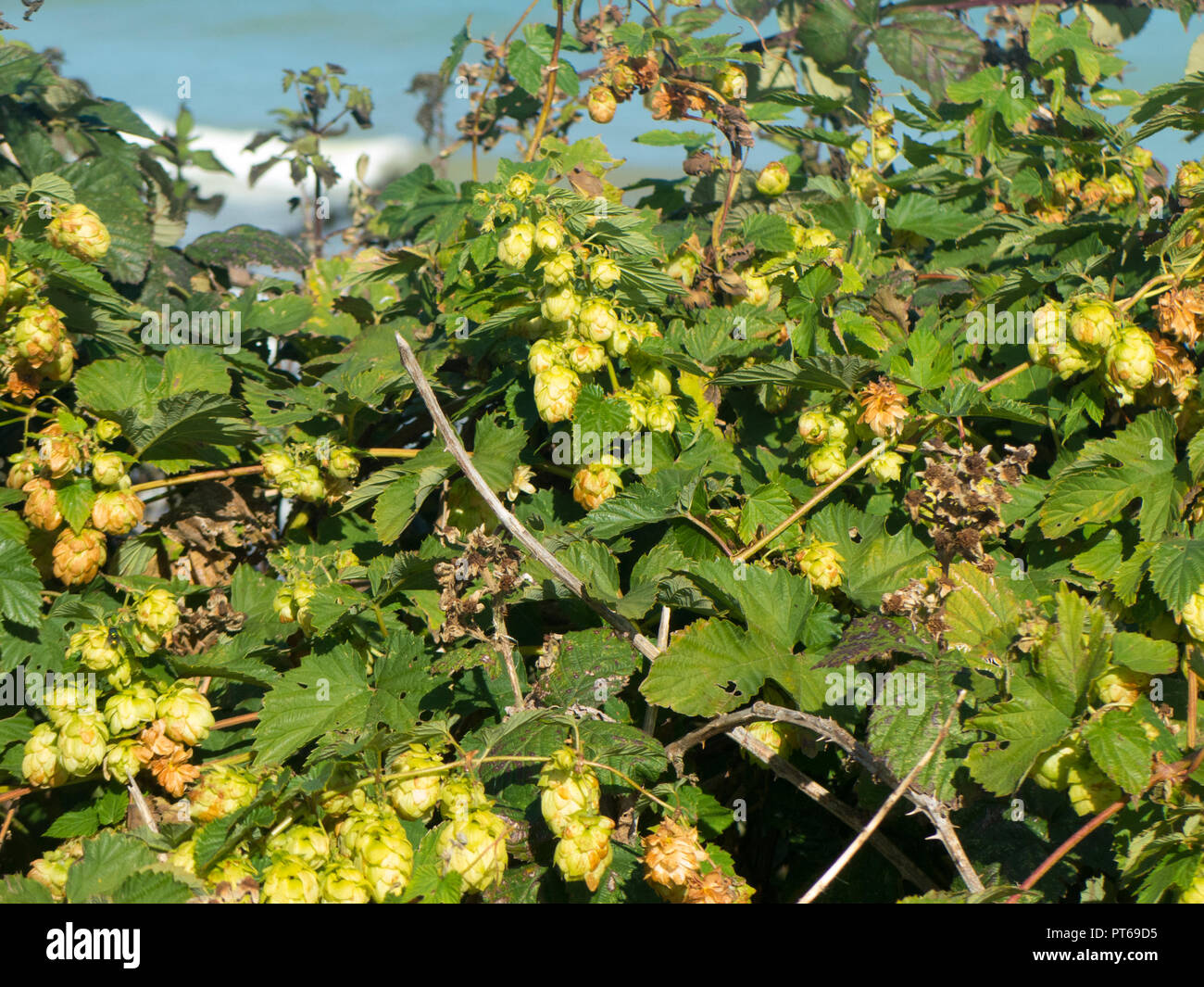 Hops strobiles hi-res stock photography and images - Alamy