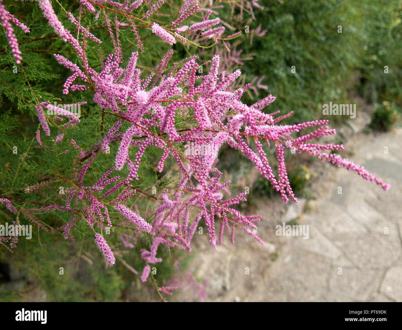 Tamarisk in flower Stock Photo - Alamy