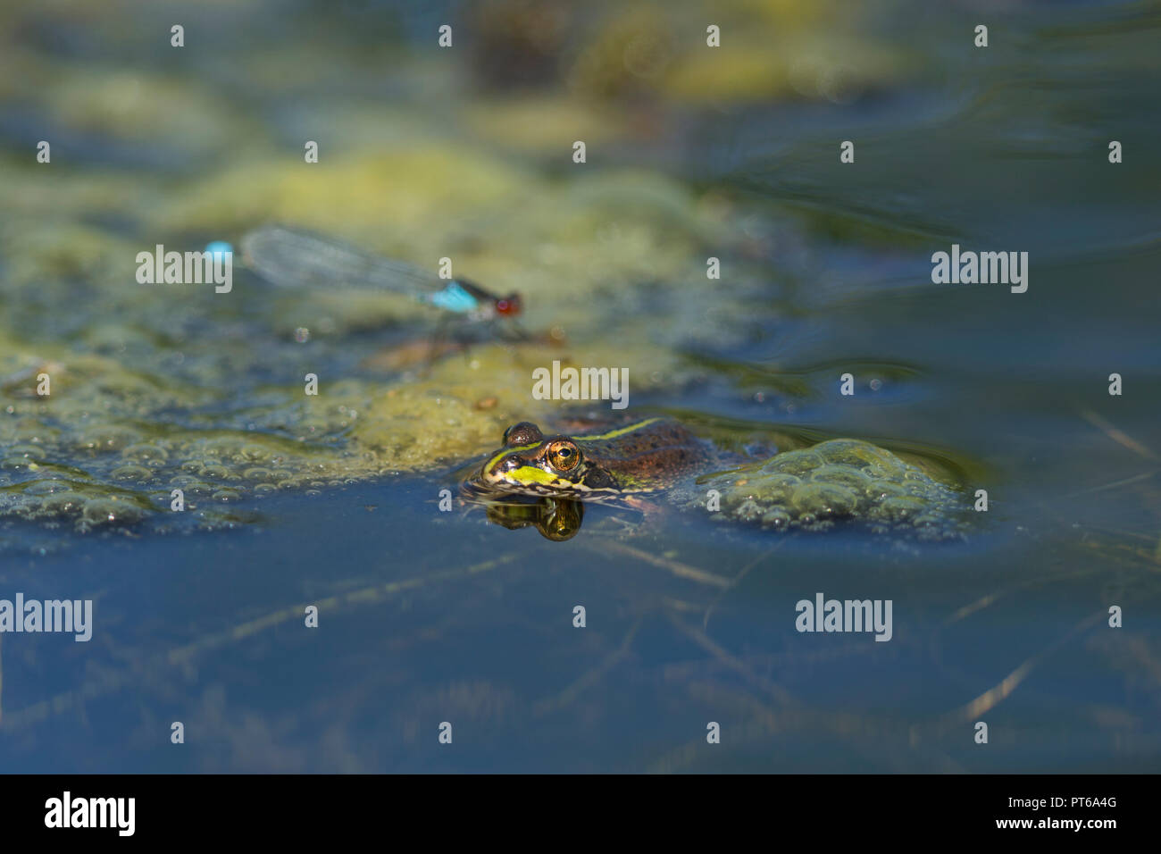 Iberian marsh frog Pelophylax perezi, laying wait for Red-eyed ...