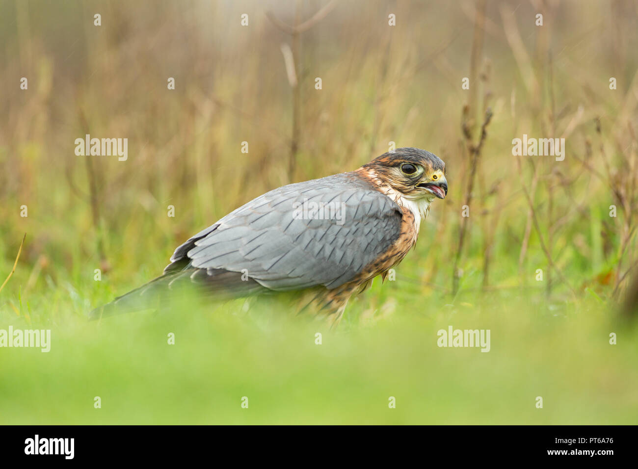 Spitting on the ground hi-res stock photography and images - Alamy