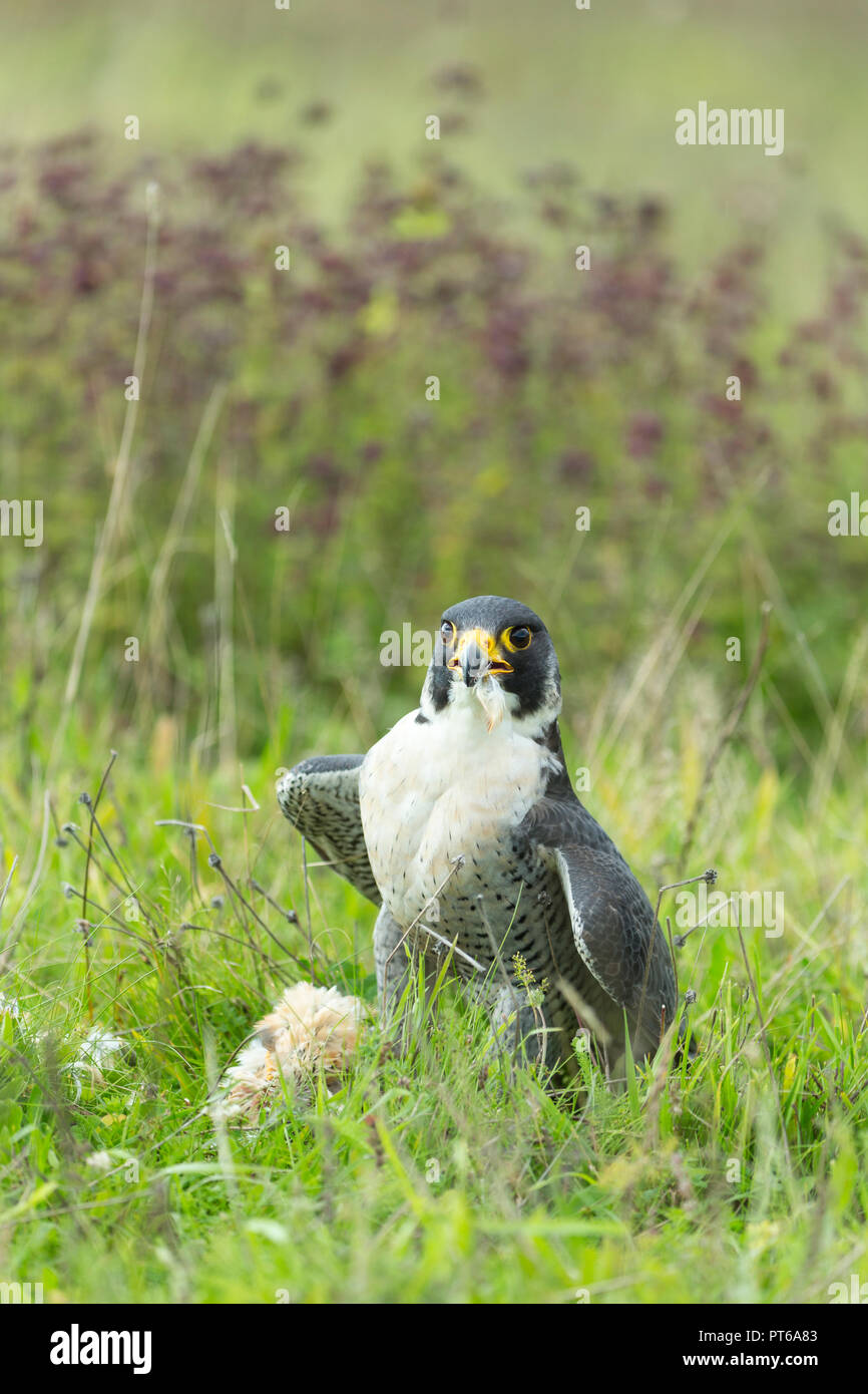 Peregrine falcon Falco peregrinus (captive), adult male, mantling ...
