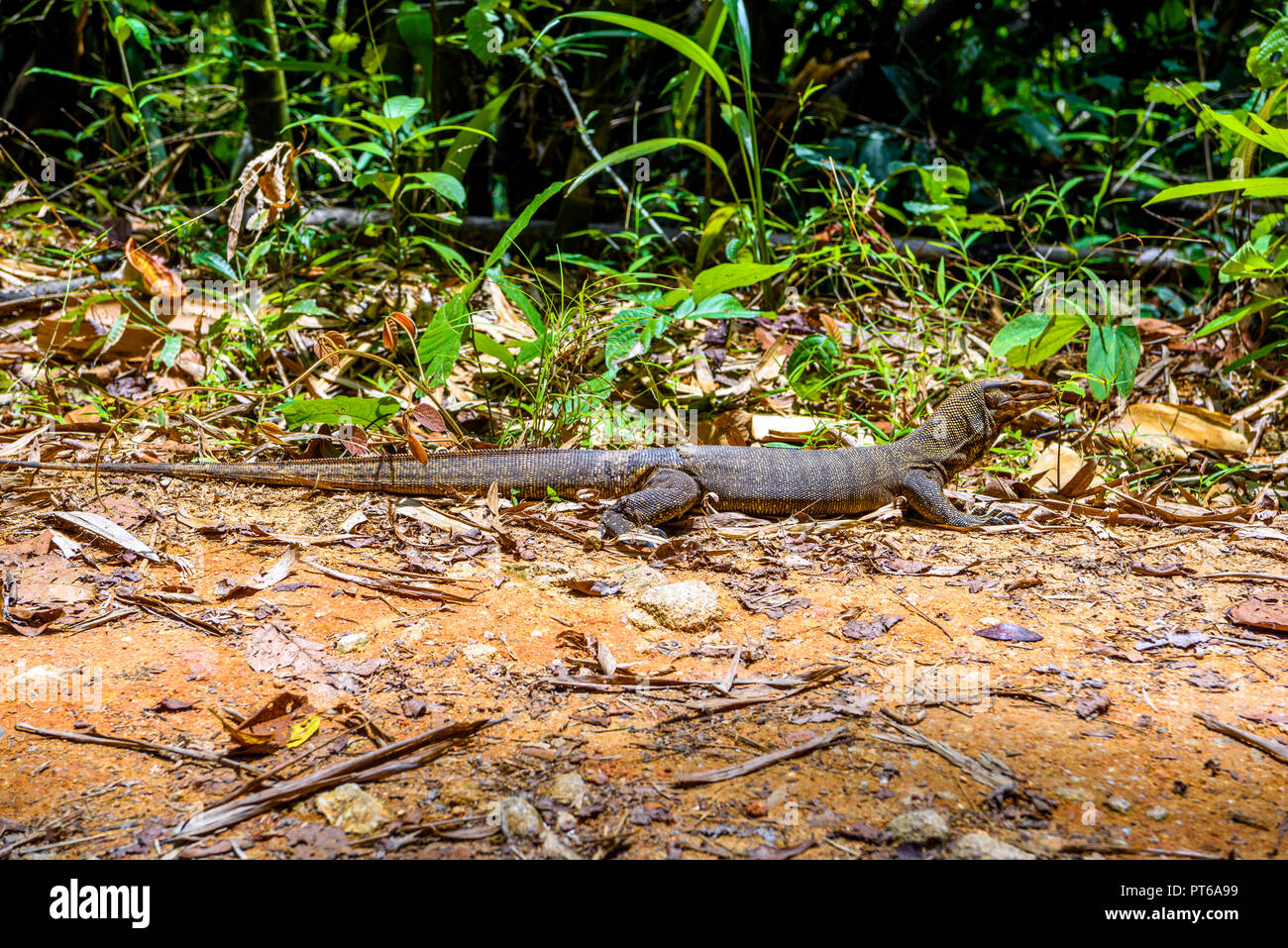 Oriental garden lizards of thailand hi-res stock photography and images ...