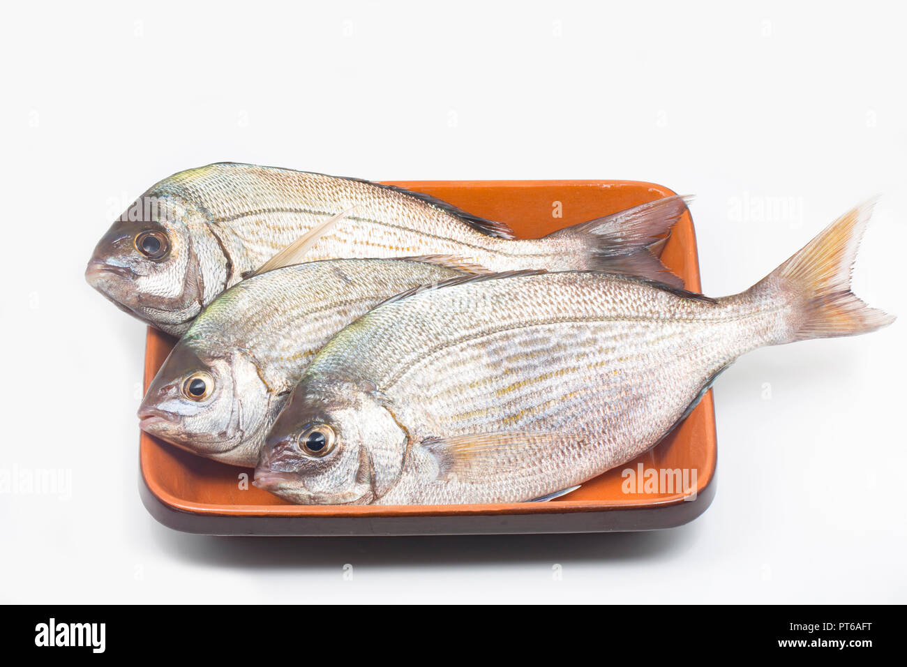 Black bream, Spondyliosoma cantharus, caught on rod and line boat ...