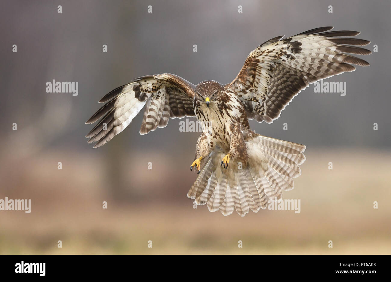 Common buzzards (Buteo buteo Stock Photo - Alamy