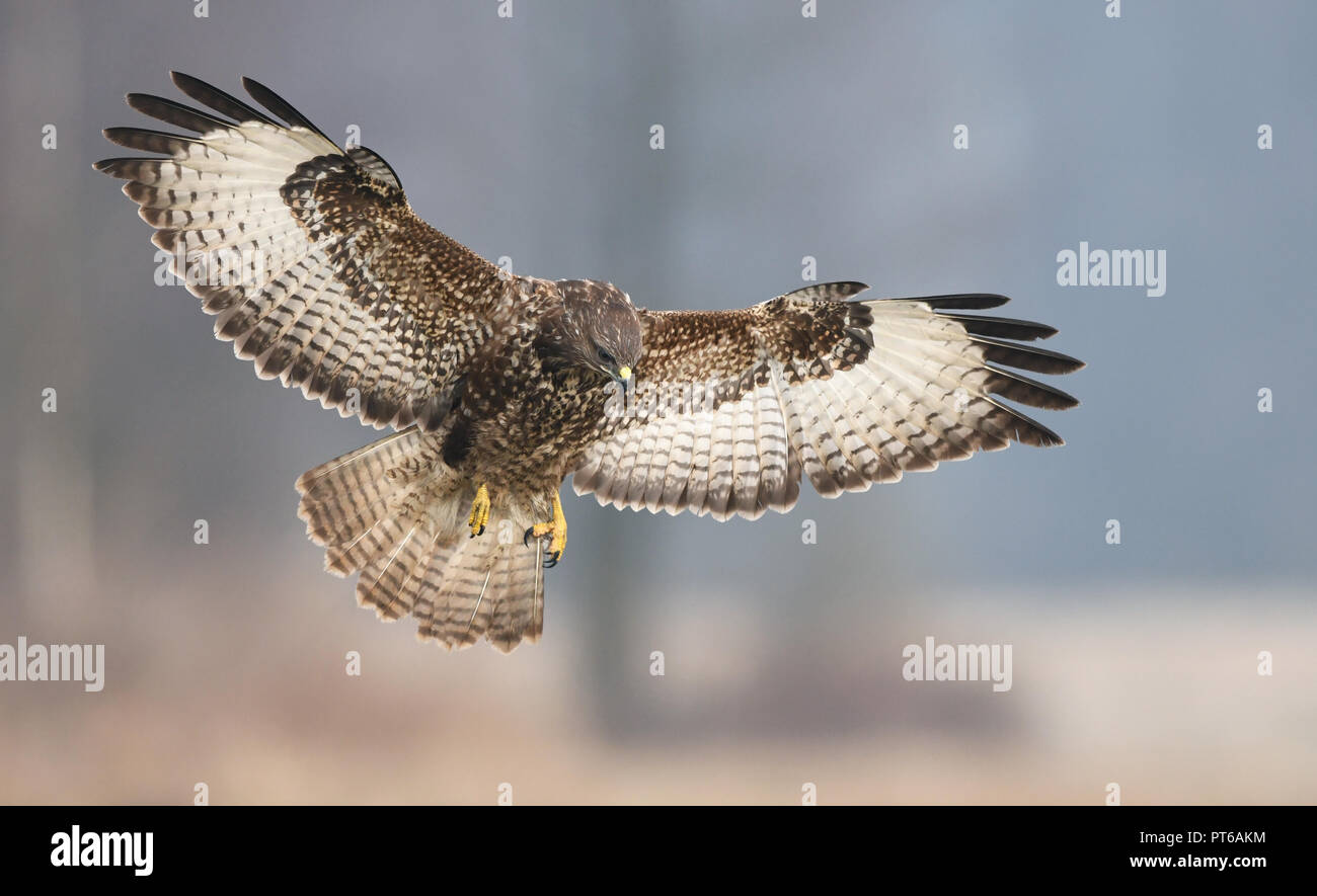Common buzzards (Buteo buteo Stock Photo - Alamy