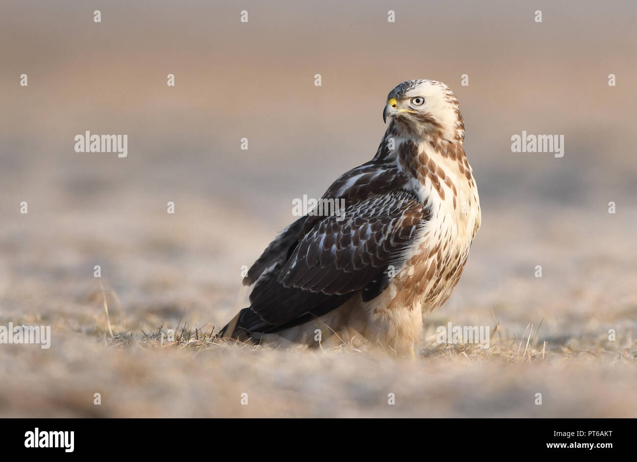 Common buzzards (Buteo buteo Stock Photo - Alamy