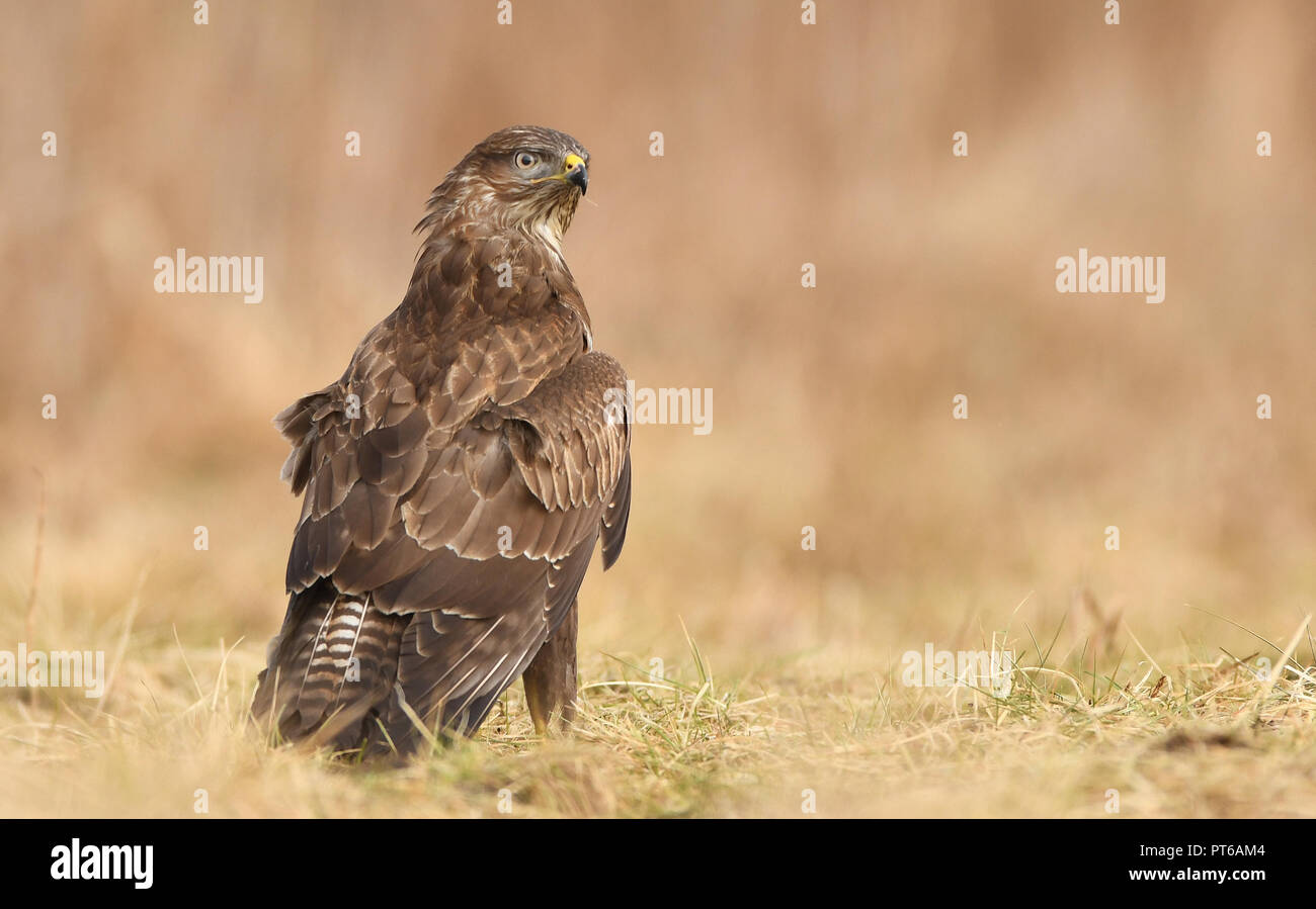 Common buzzards (Buteo buteo Stock Photo - Alamy