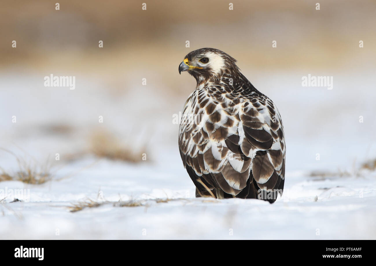 Common buzzards (Buteo buteo Stock Photo - Alamy