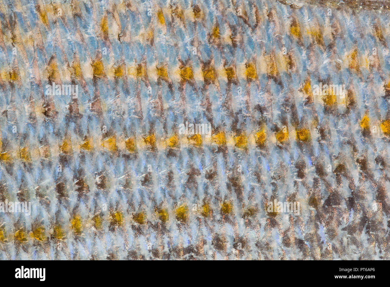 Close-up of the scales and colouration of a black bream, Spondyliosoma ...