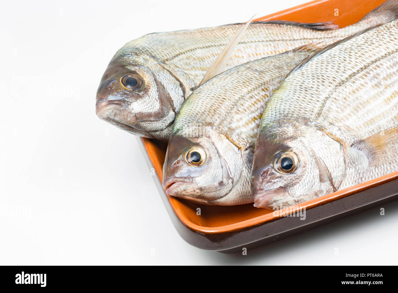 Black bream, Spondyliosoma cantharus, caught on rod and line boat ...