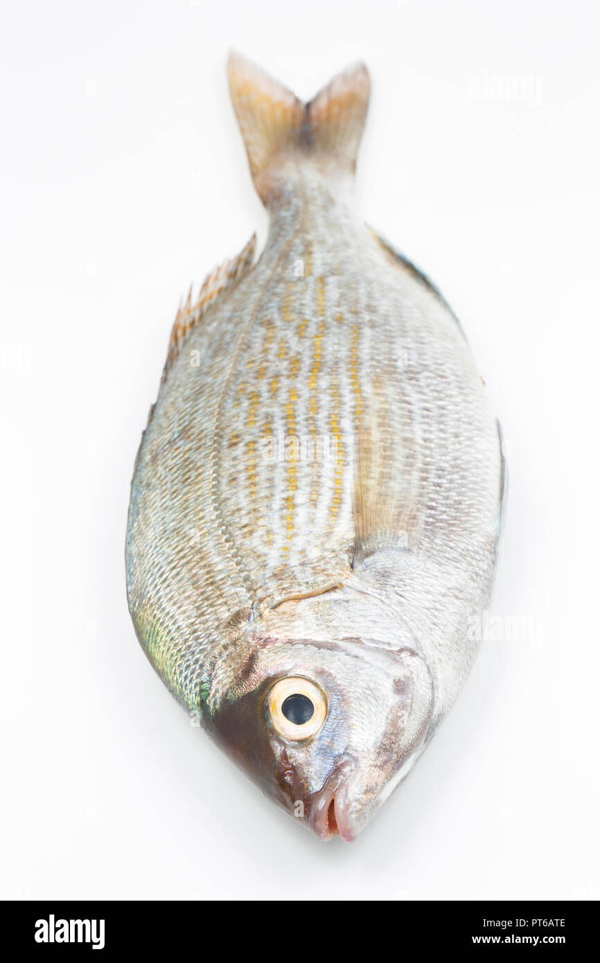 Black bream fish hi-res stock photography and images - Alamy
