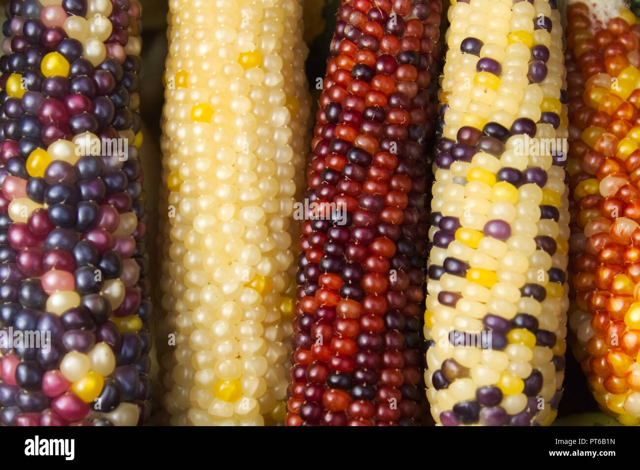 Decorative corn hi-res stock photography and images - Alamy