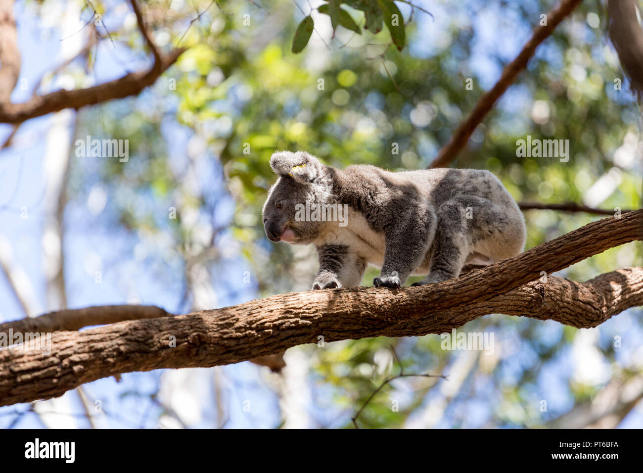 Koala climbing in a Eucalyptus tree Stock Photo - Alamy