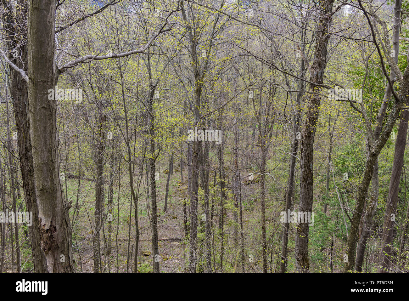 Early Spring in the Forest Baclground Stock Photo - Alamy