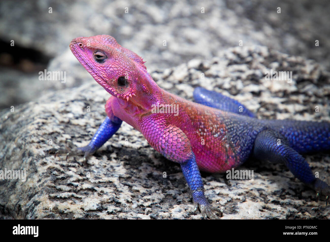 Male of rainbow agama hi-res stock photography and images - Alamy
