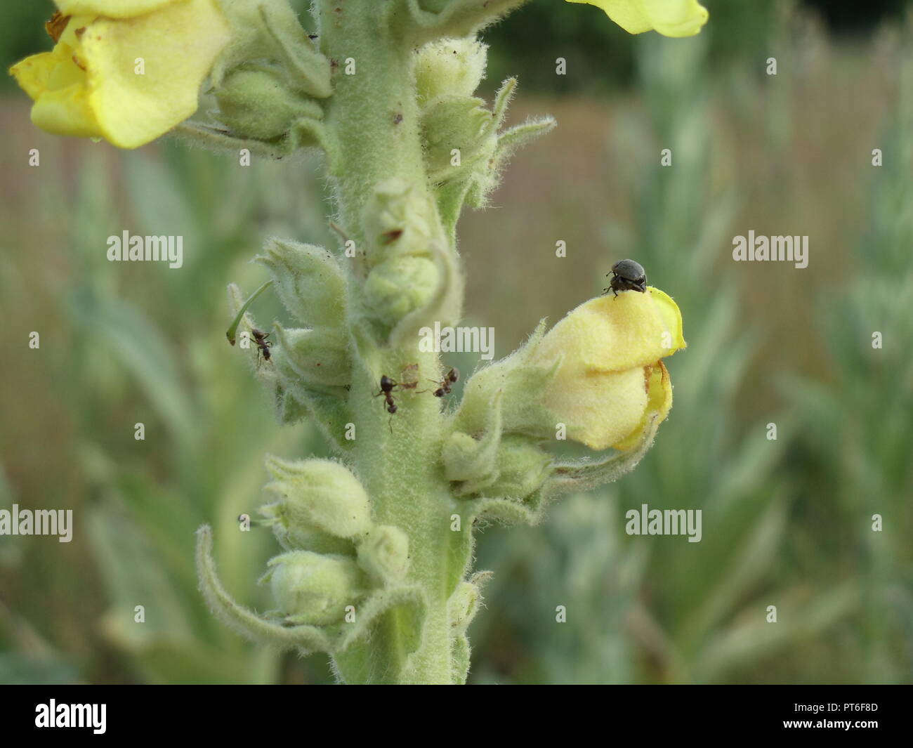 Love Bugs, Beetles. Beautiful meadow in Poland. Picture was taken with ...