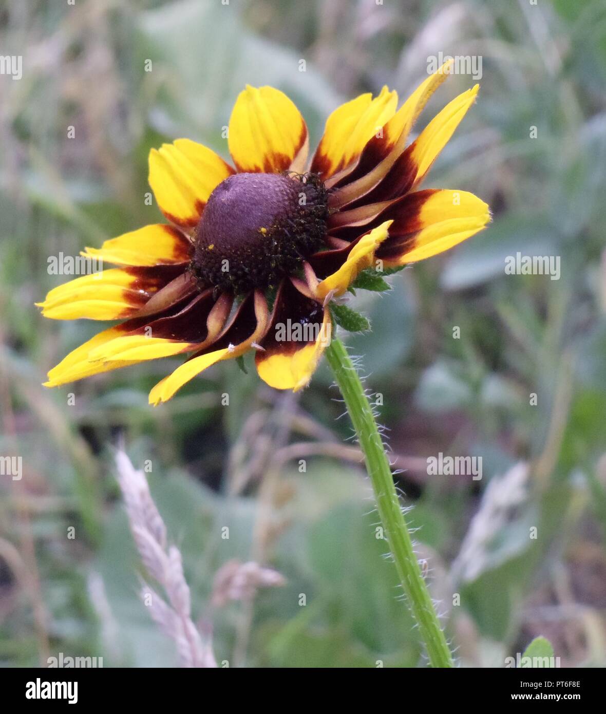 Black-eyed susan, rudbeckia hirta, brown betty,gloriosa daisy, golden ...