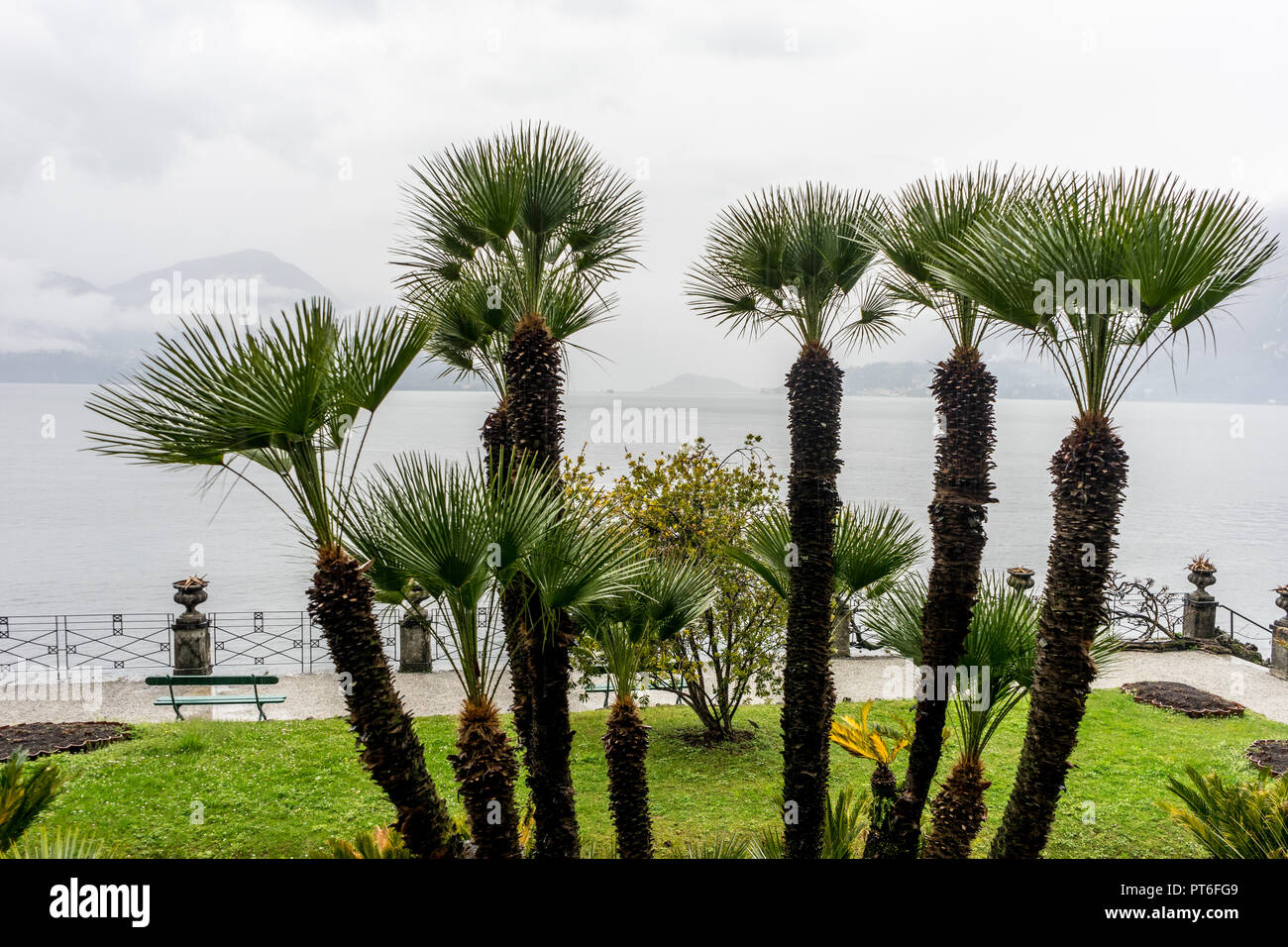 Europe, Italy, Varenna, Lake Como, a group of palm trees Stock Photo ...
