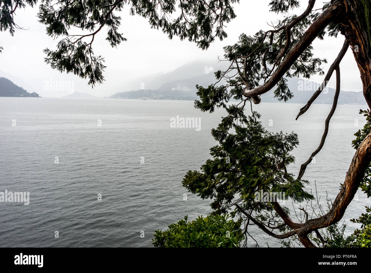 Europe, Italy, Varenna, Lake Como, a tree next to a body of water Stock ...