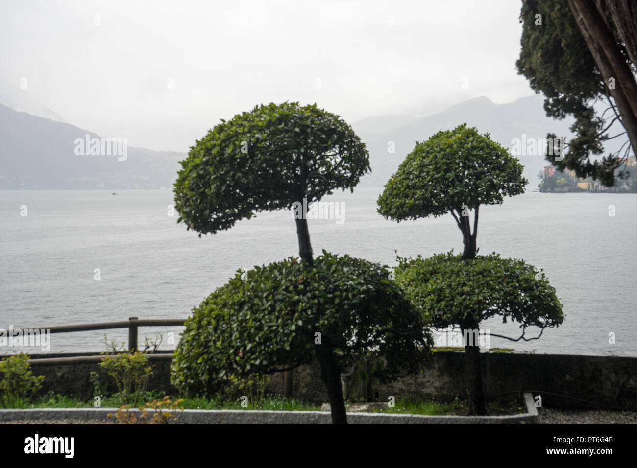 Europe, Italy, Varenna, Lake Como, a tree next to a body of water Stock ...