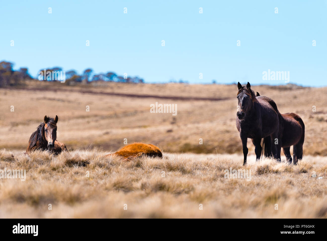 Iconic wild horses live free in Australian alps for almost 200 years in ...