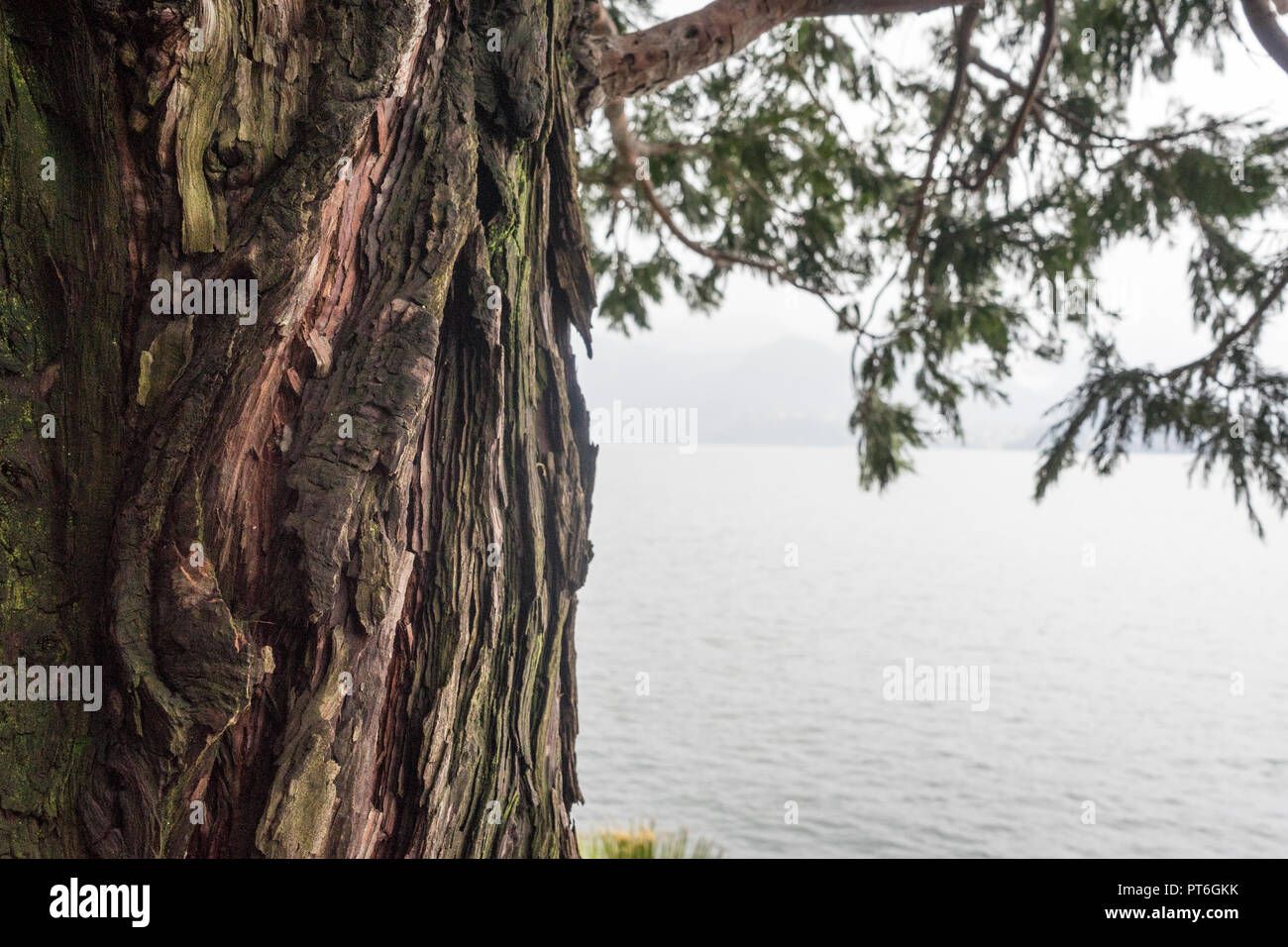 Europe, Italy, Varenna, Lake Como, a tree next to a body of water Stock ...