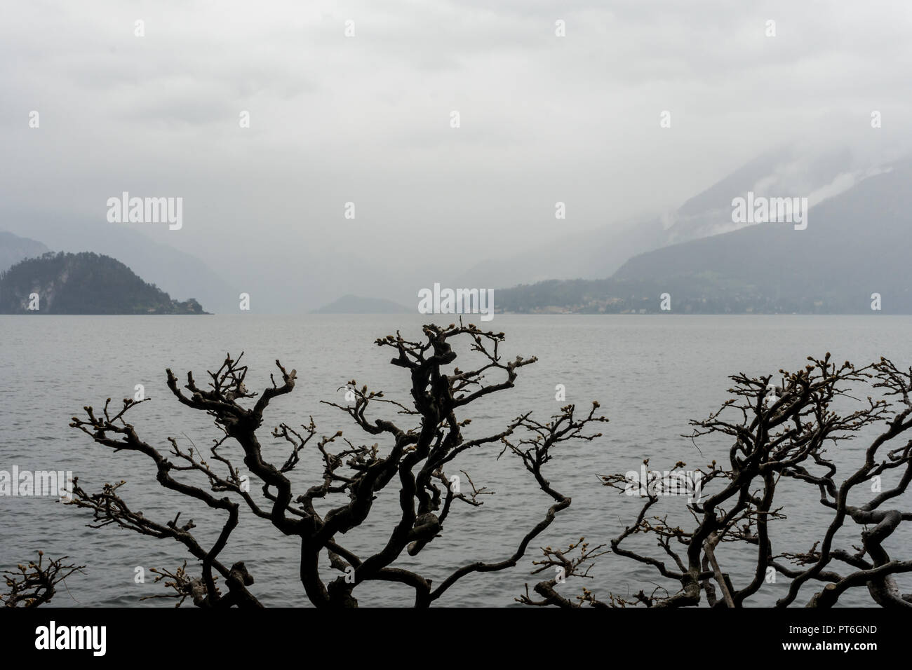Europe, Italy, Varenna, Lake Como, a tree next to a body of water with ...