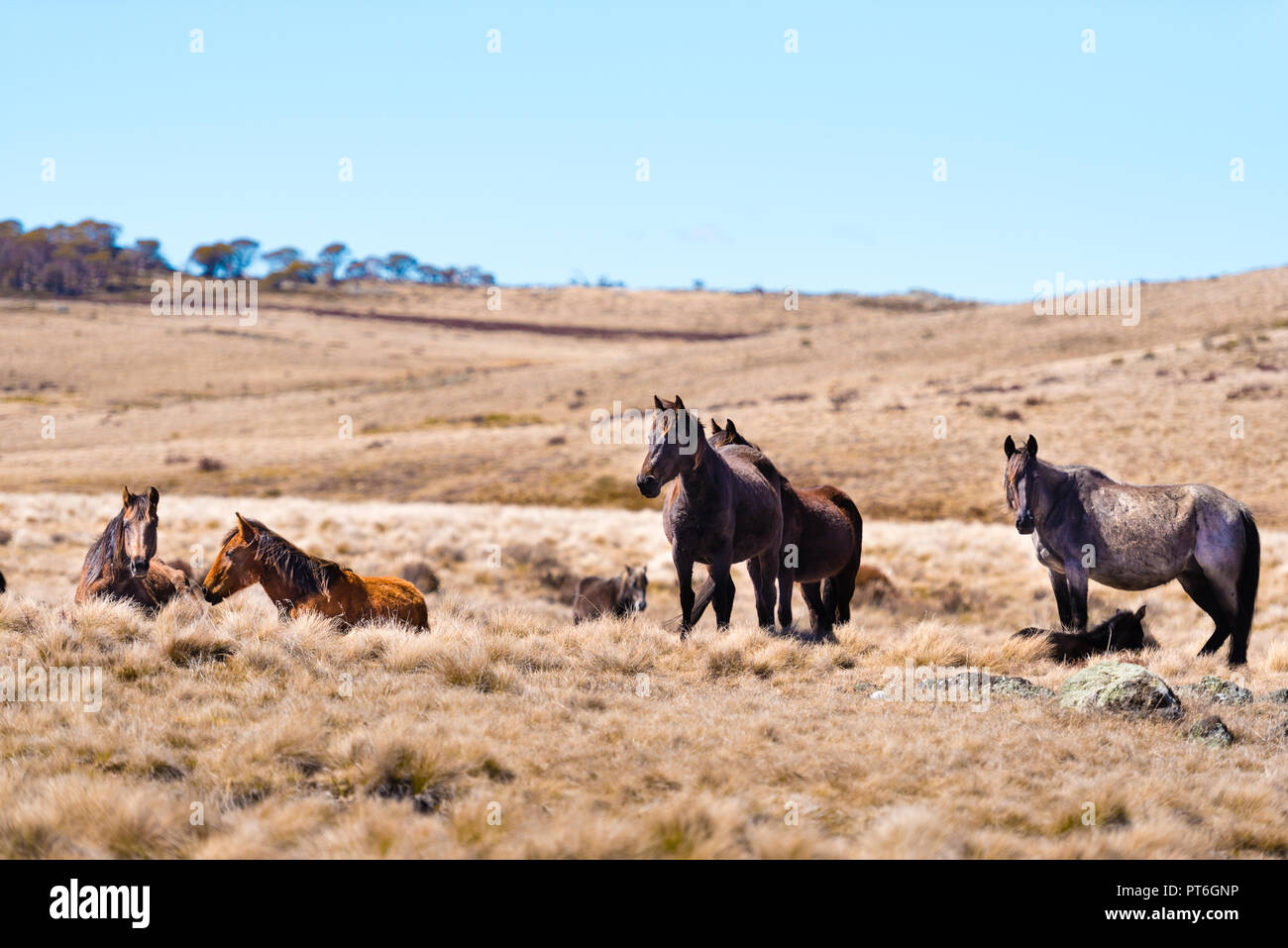 Iconic wild horses live free in Australian alps for almost 200 years in ...