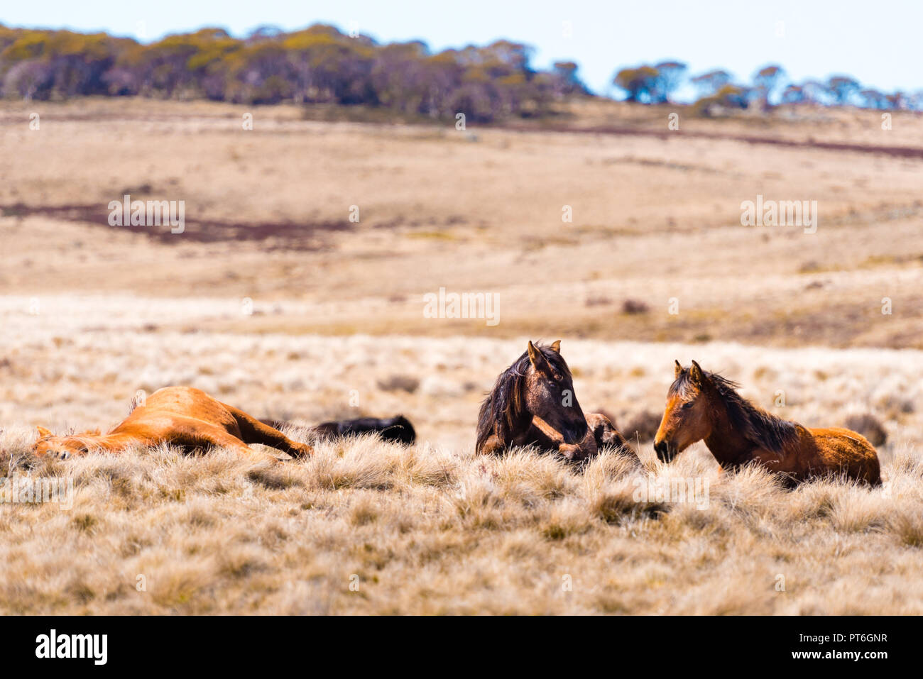 Australian alps hi-res stock photography and images - Alamy
