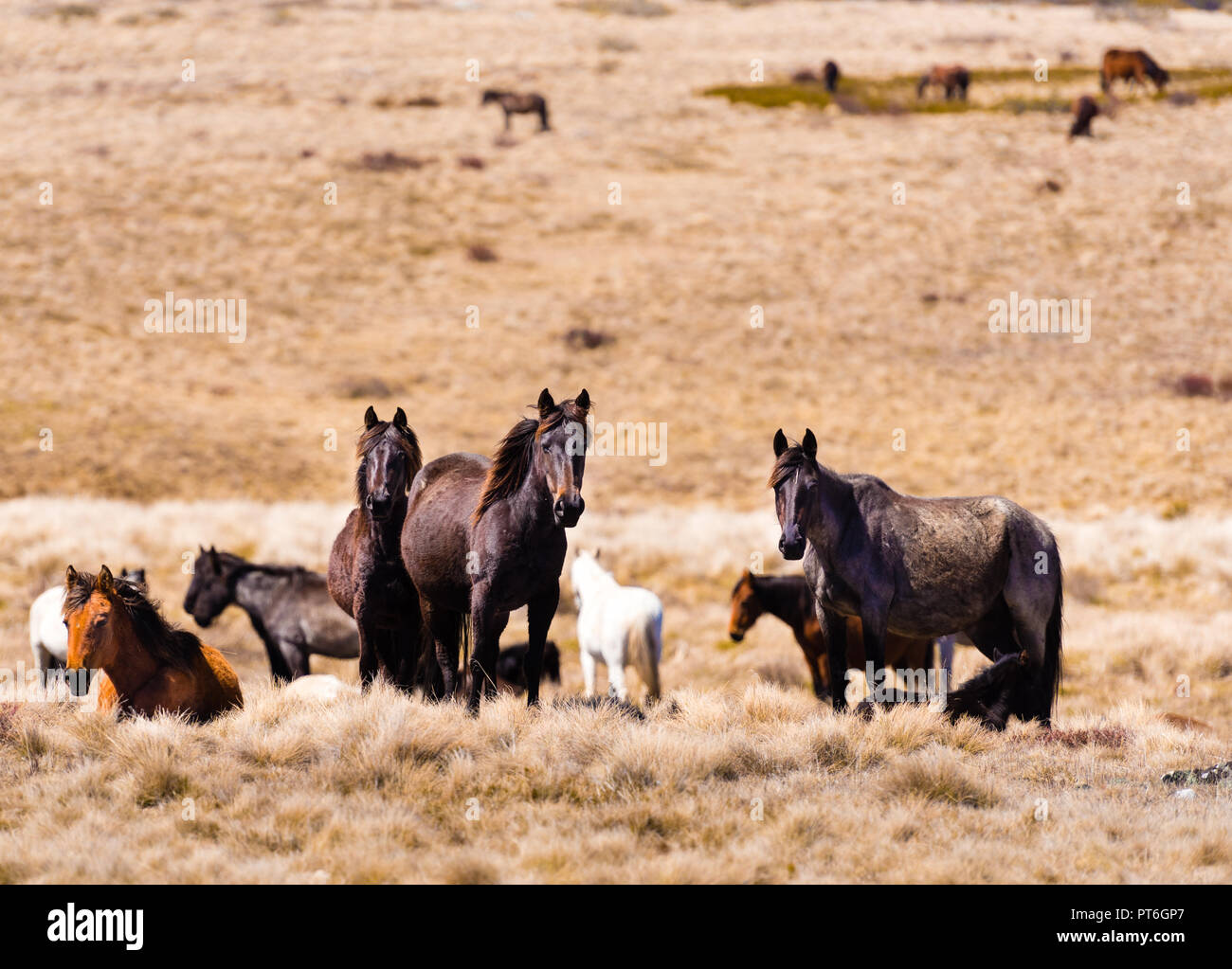 Iconic wild horses live free in Australian alps for almost 200 years in ...