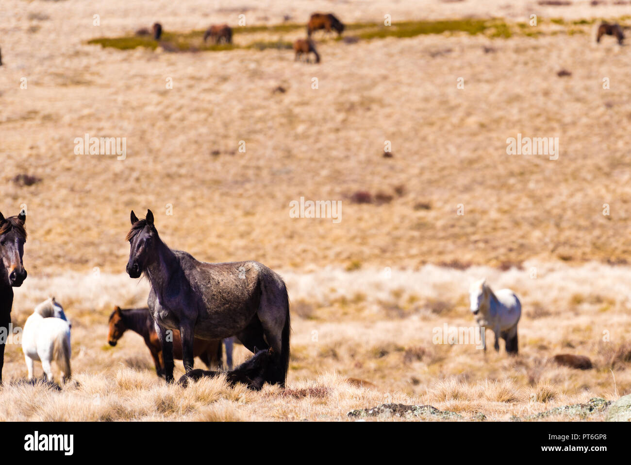Iconic wild horses live free in Australian alps for almost 200 years in ...