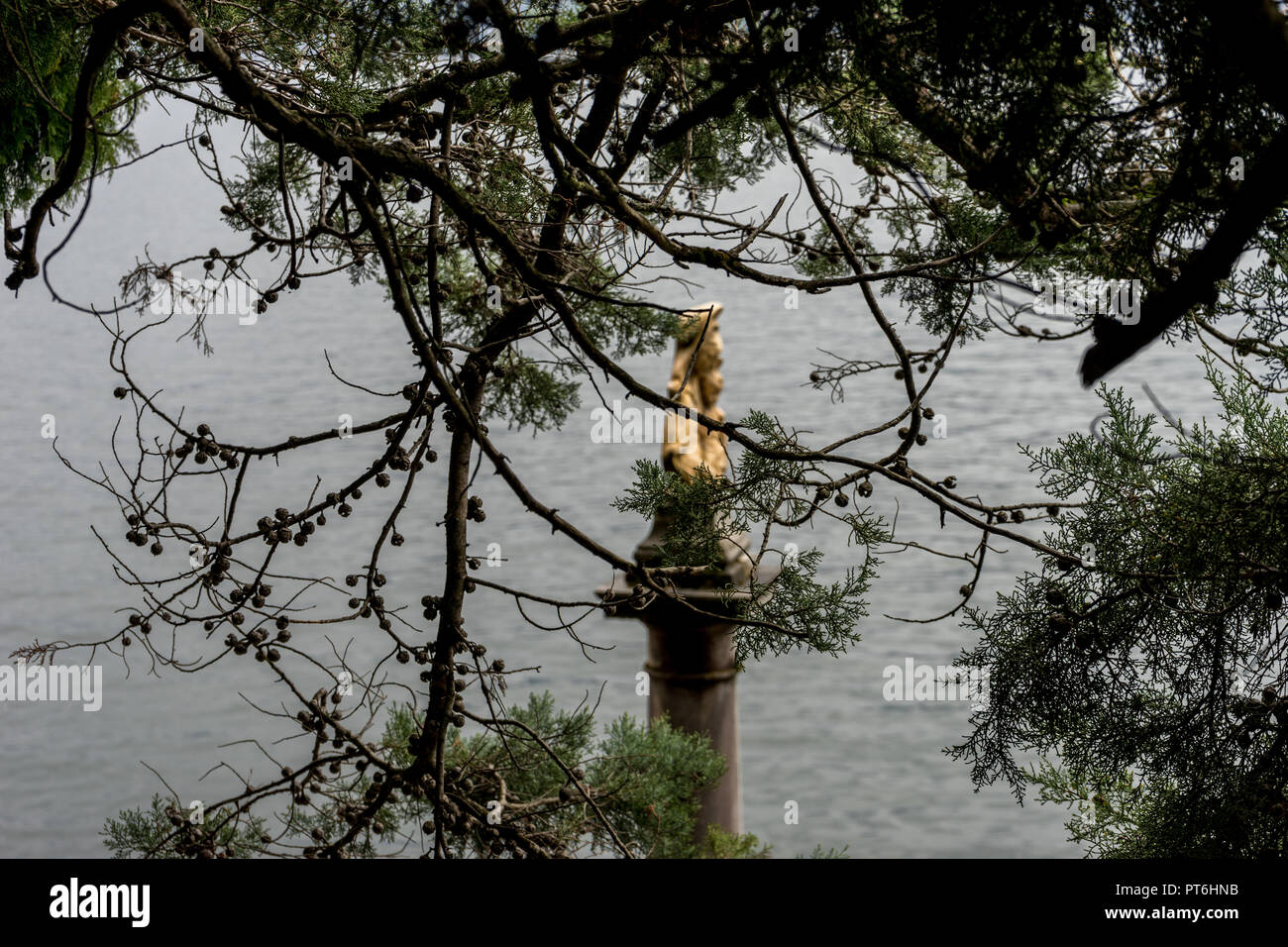 Europe, Italy, Varenna, Lake Como, a large tree Stock Photo - Alamy