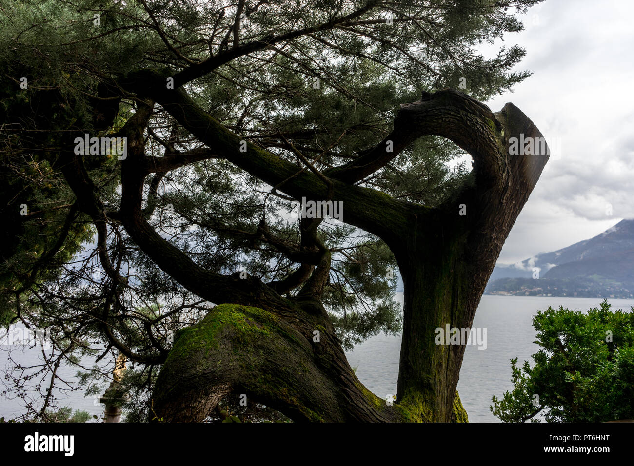 Europe, Italy, Varenna, Lake Como, a tree next to a body of water Stock ...