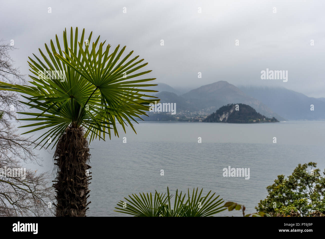 Europe, Italy, Varenna, Lake Como, a palm tree in front of a body of ...