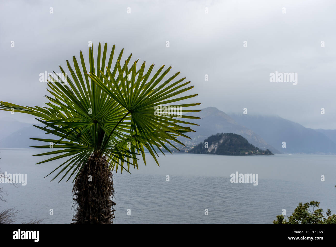 Europe, Italy, Varenna, Lake Como, a palm tree sitting next to a body ...