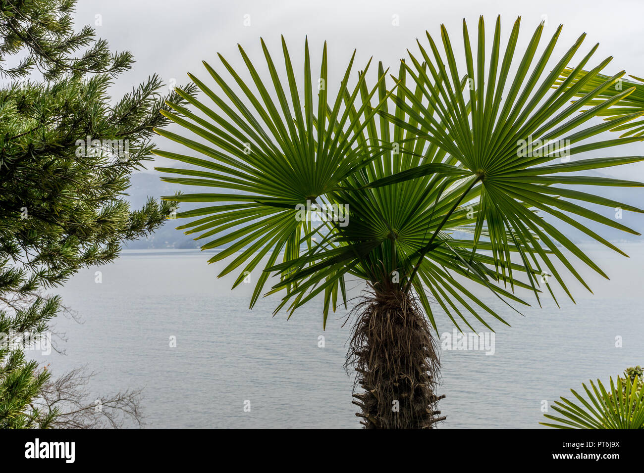 Europe, Italy, Varenna, Lake Como, a palm tree Stock Photo - Alamy