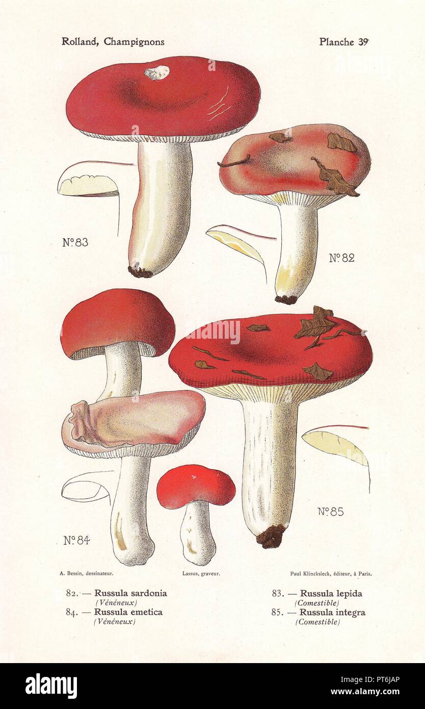 Changeable Russula sardonia, the sickener Russula emetica, the entire ...
