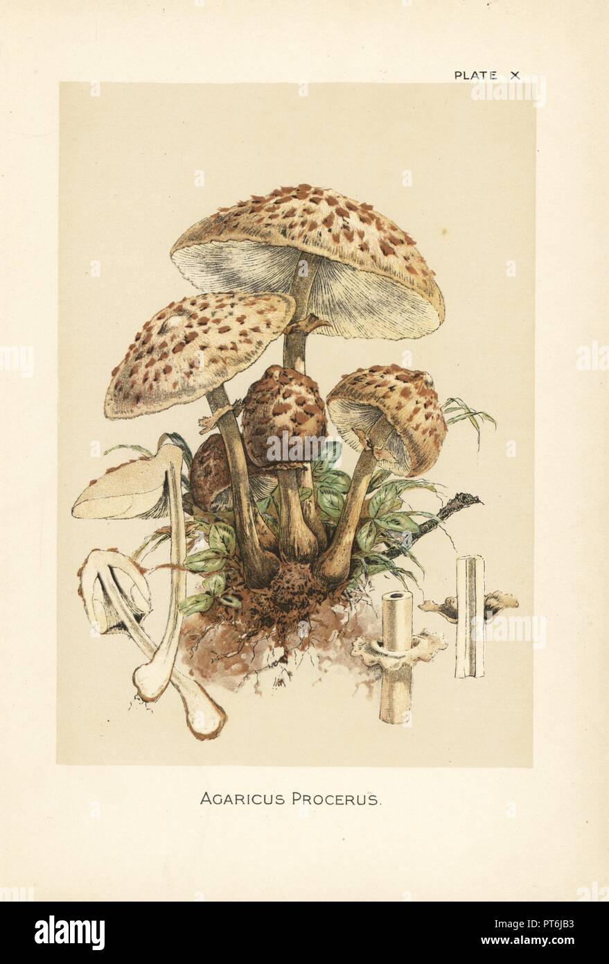 Agaricus Mushroom Drawing Different Types Of Fungi Diagram / How To