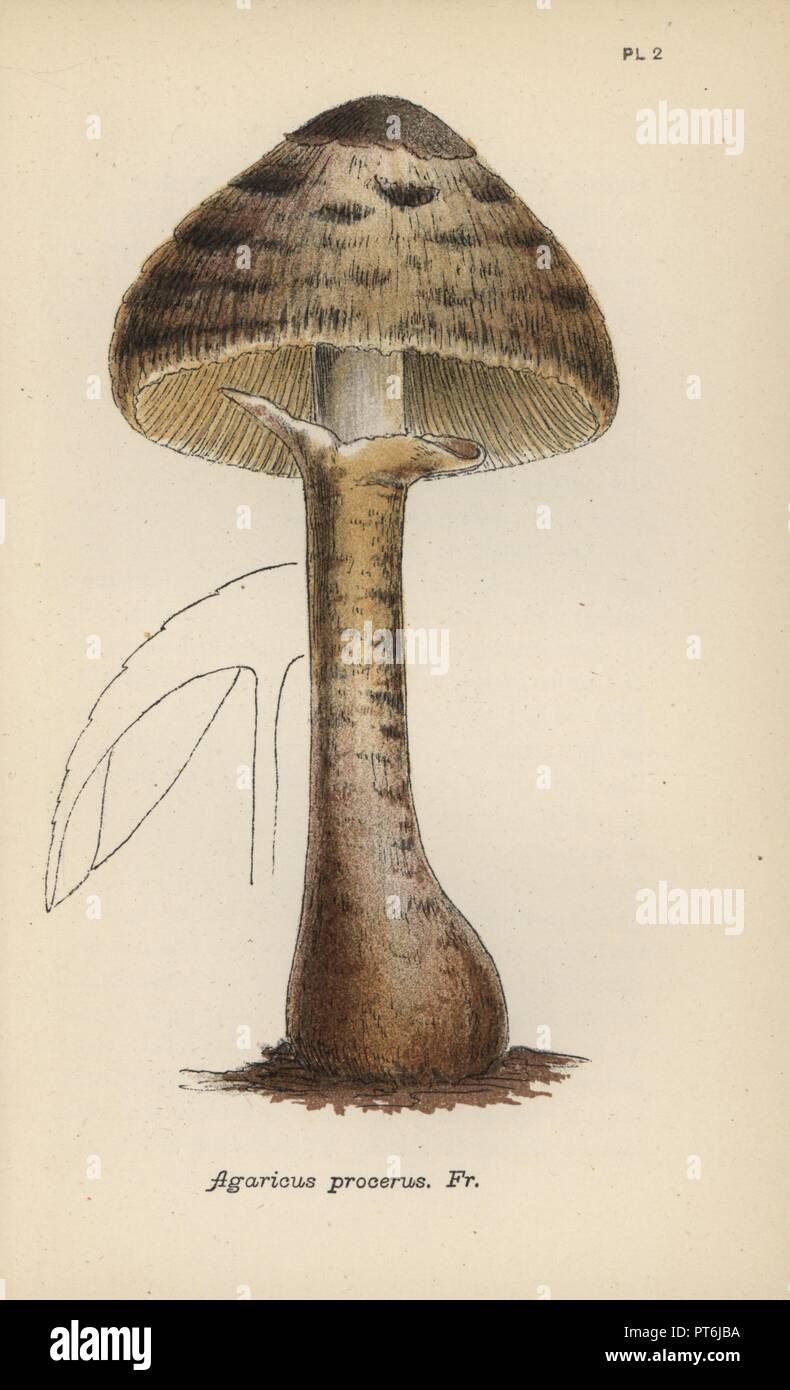 Royal sun agaricus hi-res stock photography and images - Alamy