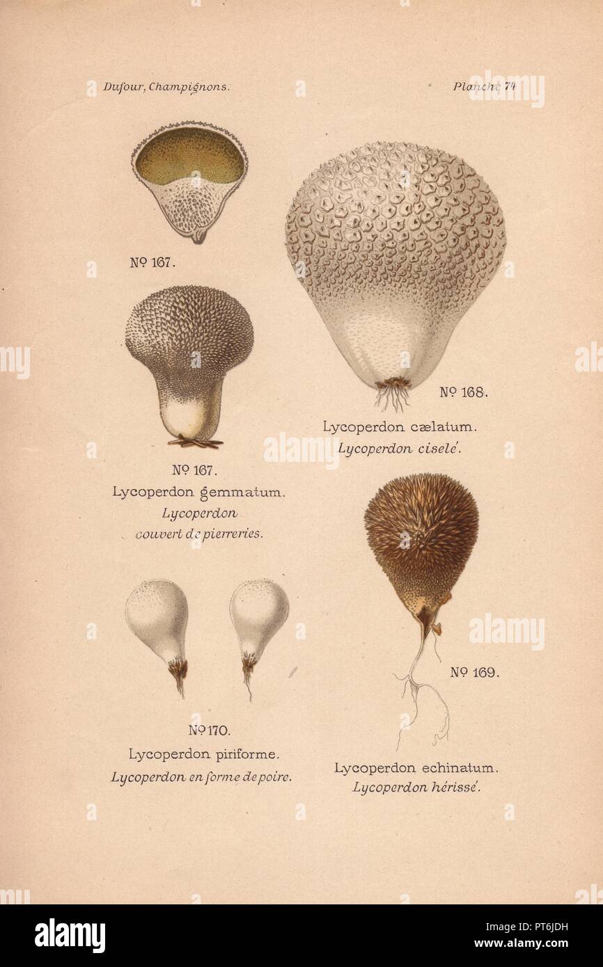 Puffball mushrooms: common puffball or Devil's snuffbox Lycoperdon ...