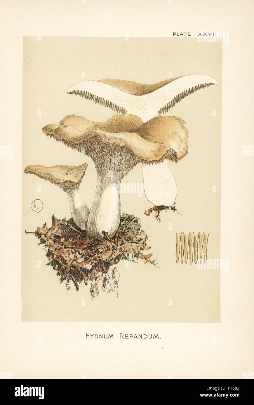Sweet tooth, wood hedgehog or hedgehog mushroom, Hydnum repandum ...