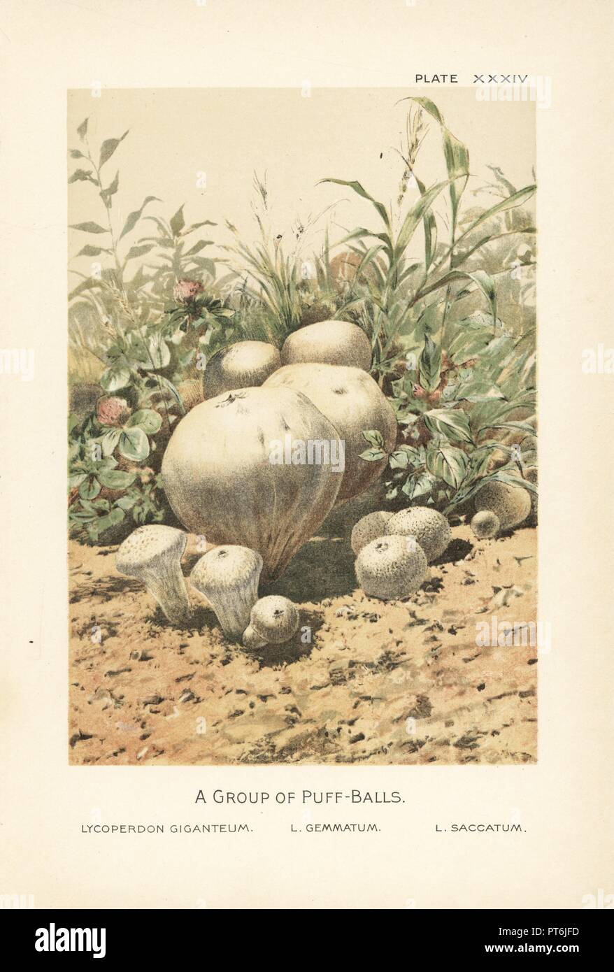 Giant puffball, Calvatia gigantea (Lycoperdon giganteum), common ...