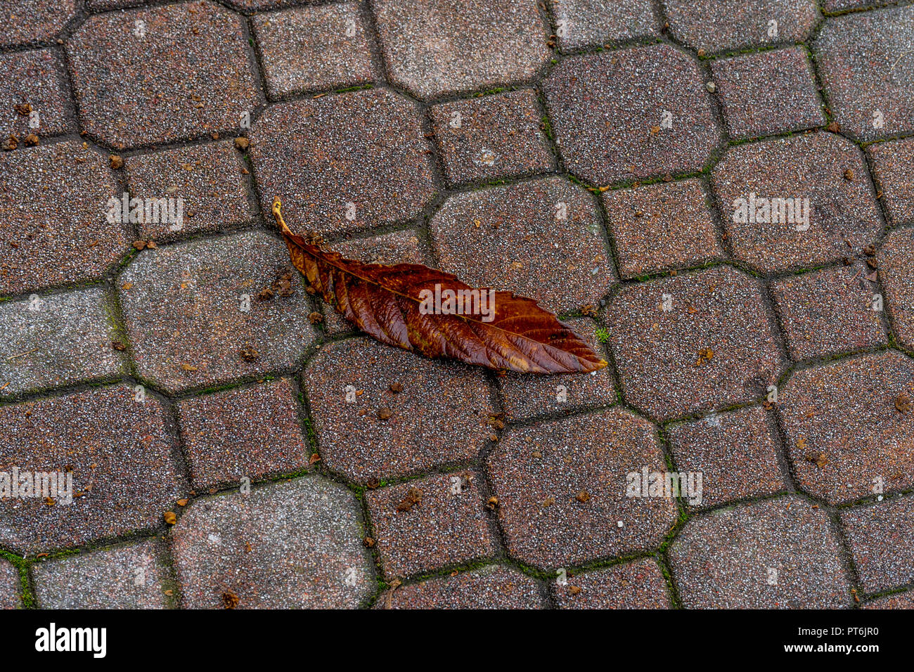 Leaf on footpath hi-res stock photography and images - Alamy
