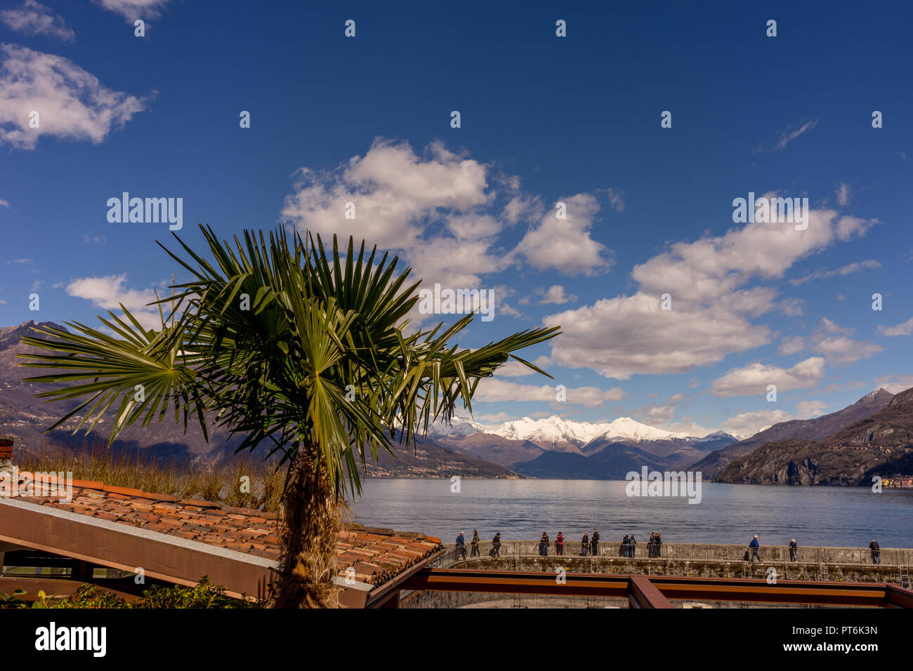Europe, Italy, Bellagio, Lake Como, a palm tree in front of a body of ...