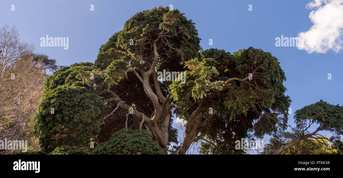 Europe, Italy, Bellagio, Lake Como, a close up of a tree Stock Photo ...